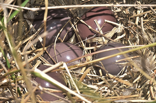 perdiz (Rhynchotus rufescens) | WikiAves - A Enciclopédia das Aves do ...