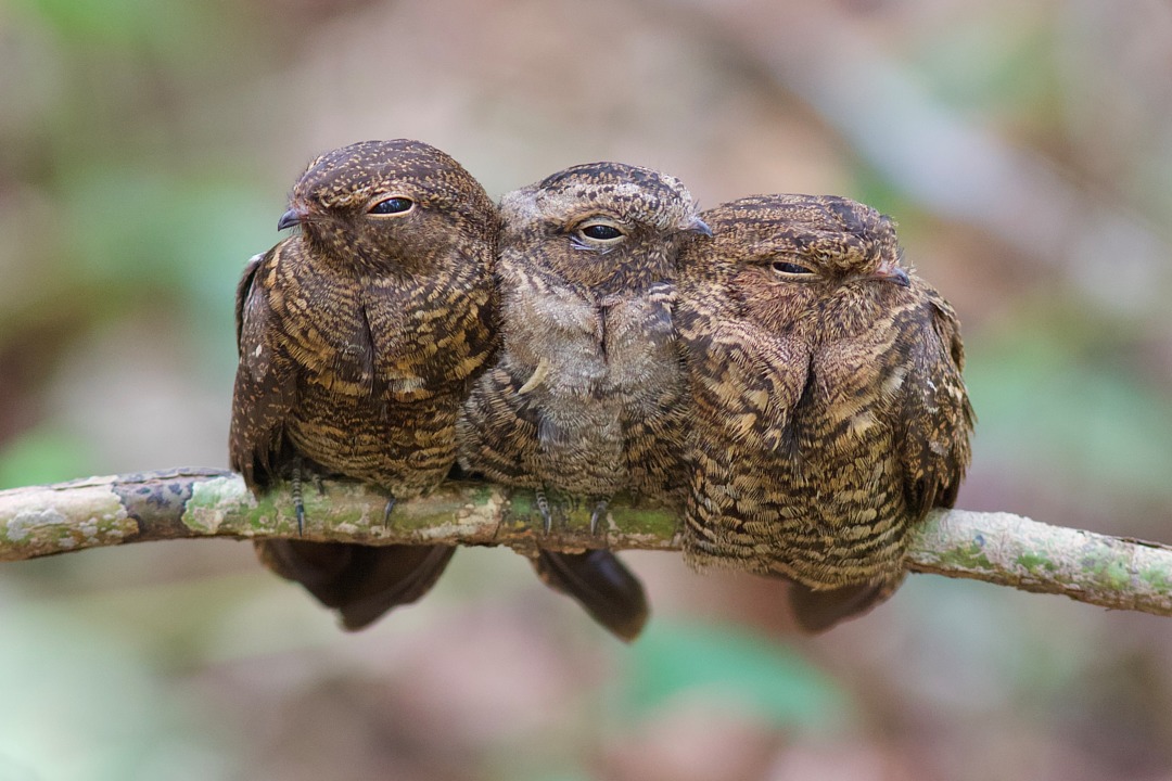 Foto bacurau-de-cauda-barrada (Nyctiprogne leucopyga) Por Luiz Fernando ...