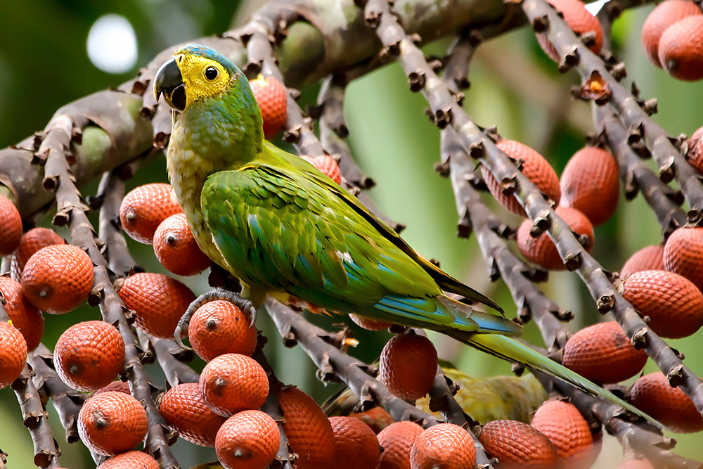 Foto maracanã-do-buriti (Orthopsittaca manilatus) Por Ivan Cesar | Wiki ...
