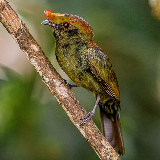Foto soldadinho (Antilophia galeata) Por Franz Schuler | Wiki Aves - A ...