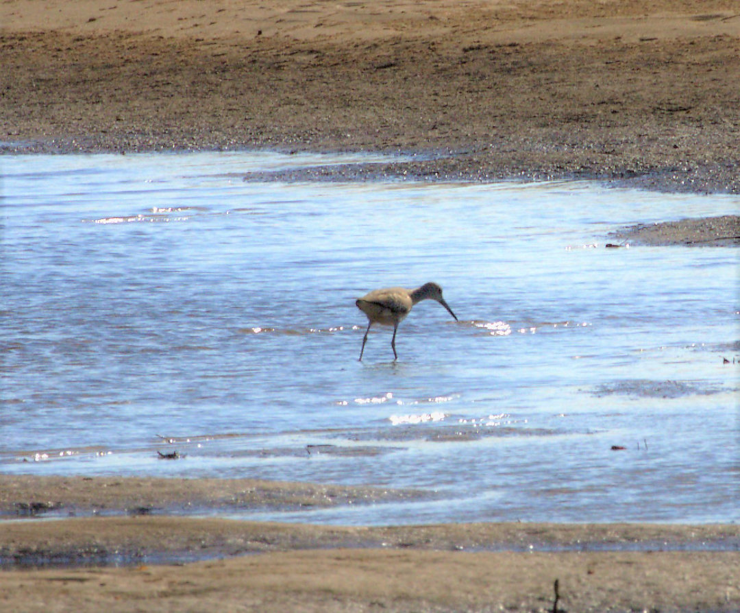 Foto Tringa sp. (Tringa sp.) Por Márcio L. Souza | Wiki Aves - A ...