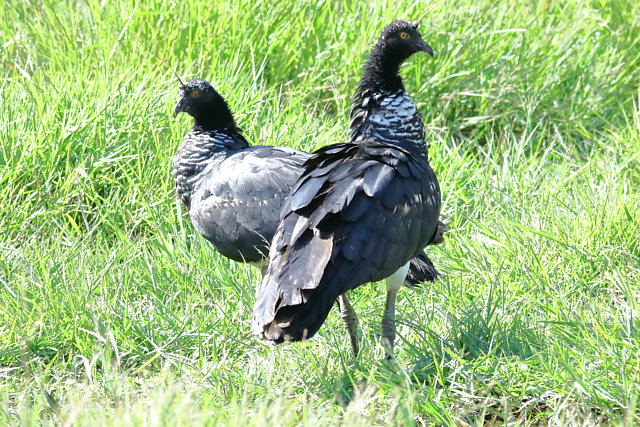 Foto anhuma (Anhima cornuta) Por Ivo Zecchin | Wiki Aves - A ...
