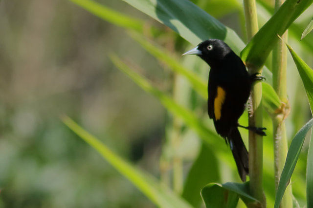Foto tecelão (Cacicus chrysopterus) Por Ivo Zecchin | Wiki Aves - A ...