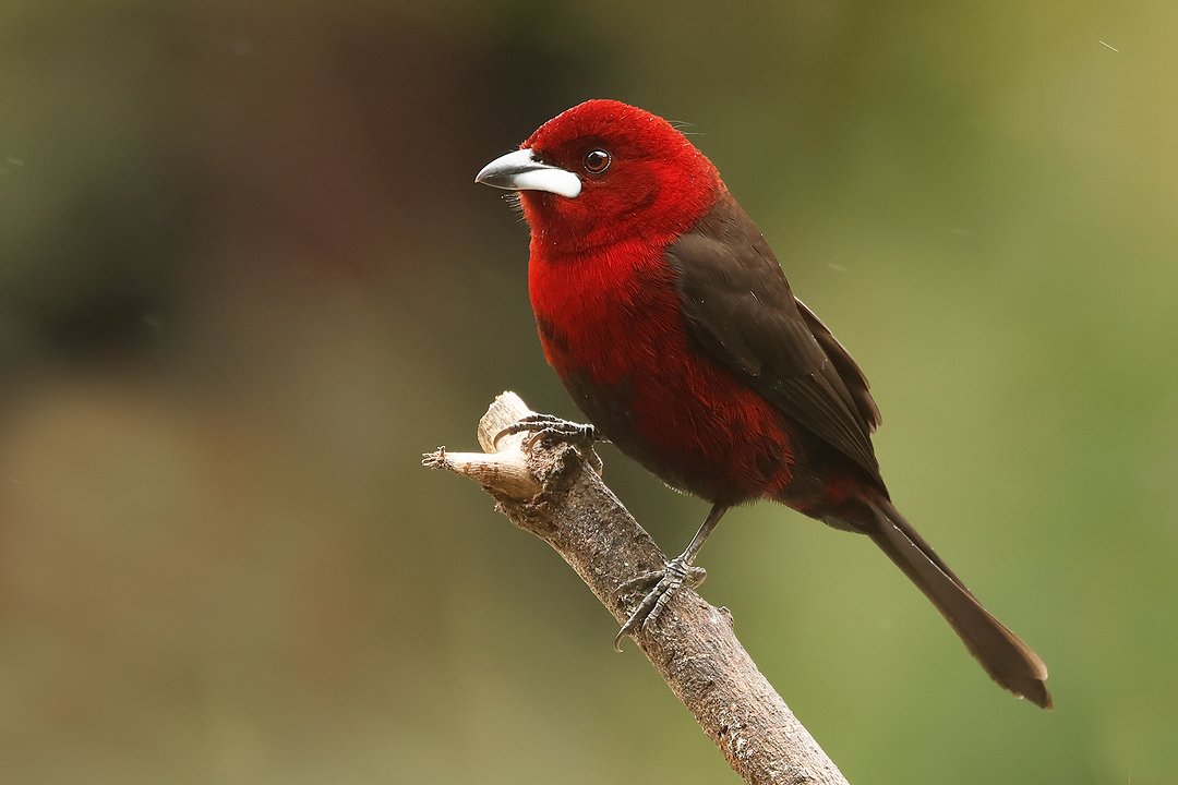 Foto tiê-sangue (Ramphocelus bresilia) Por Leonardo Casadei | Wiki Aves ...