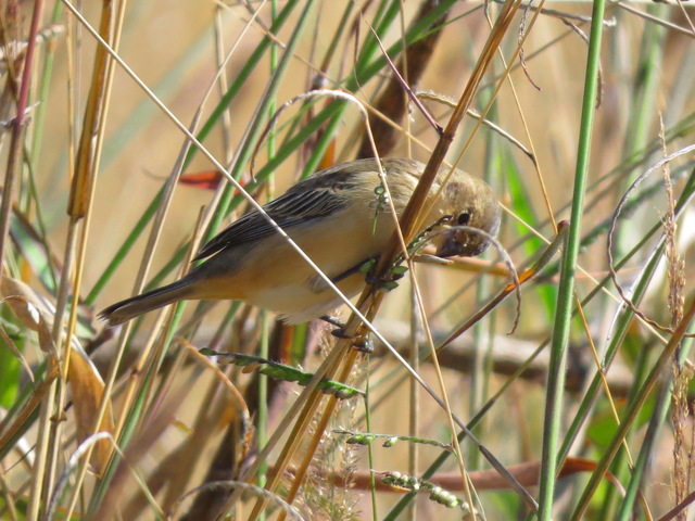 Foto patativa (Sporophila plumbea) Por Ramón Dueñas Nuñes | Wiki Aves ...