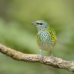 saíra-negaça (Tangara punctata) | WikiAves - A Enciclopédia das Aves do ...