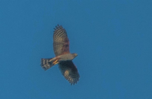 Foto gavião-bombachinha-grande (Accipiter bicolor) Por José Pireni ...