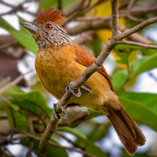 choca-barrada-do-nordeste (Thamnophilus capistratus) | WikiAves - A ...