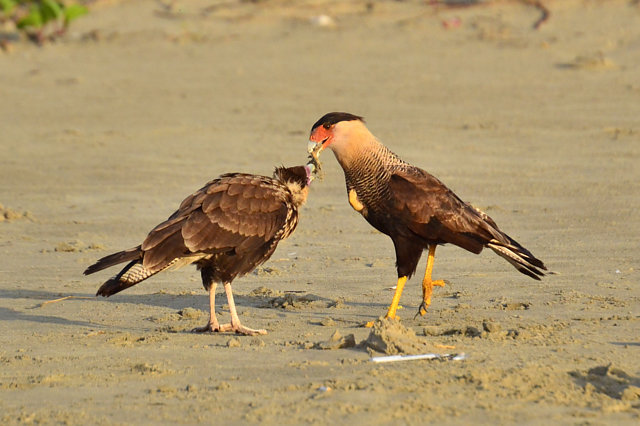 Foto carcará (Caracara plancus) Por Flávio Sousa | Wiki Aves - A ...
