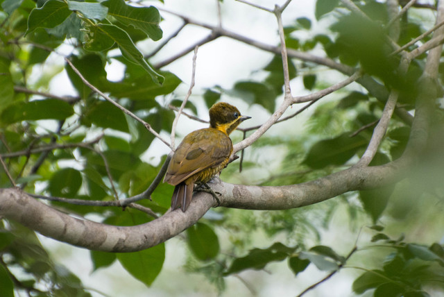 Foto pica-pau-dourado-escuro (Piculus chrysochloros) Por Karlla Rios | Wiki Aves - A ...