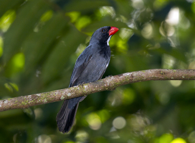 bico-encarnado (Saltator grossus) | WikiAves - A Enciclopédia das Aves ...