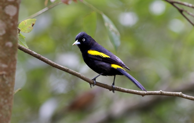 Foto tecelão (Cacicus chrysopterus) Por Flávio Mota | Wiki Aves - A ...