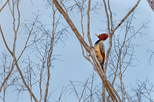 Foto pica-pau-da-taboca (Celeus obrieni) Por Luciano Bernardes | Wiki ...