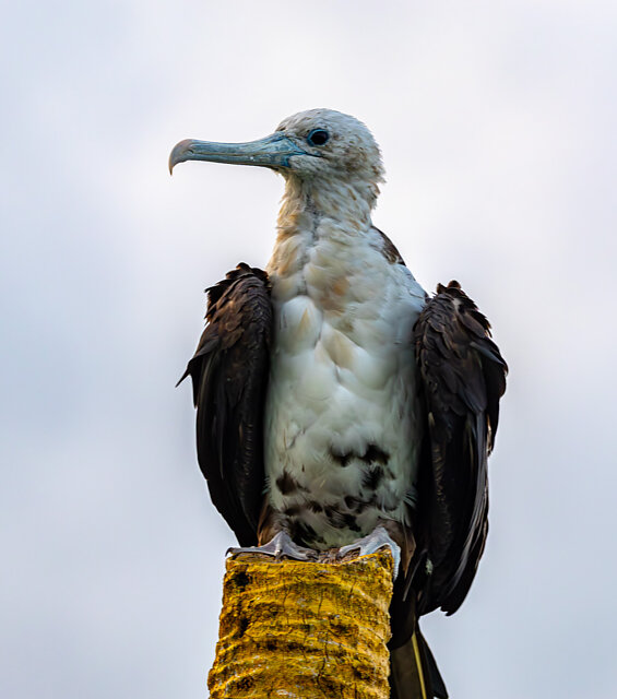Foto fragata (Fregata magnificens) Por Mats Hildeman | Wiki Aves - A ...
