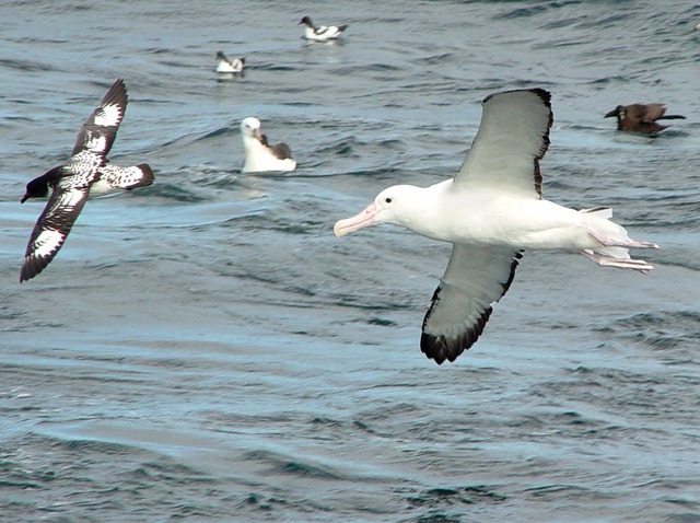 albatroz-real (Diomedea epomophora) | WikiAves - A Enciclopédia das ...