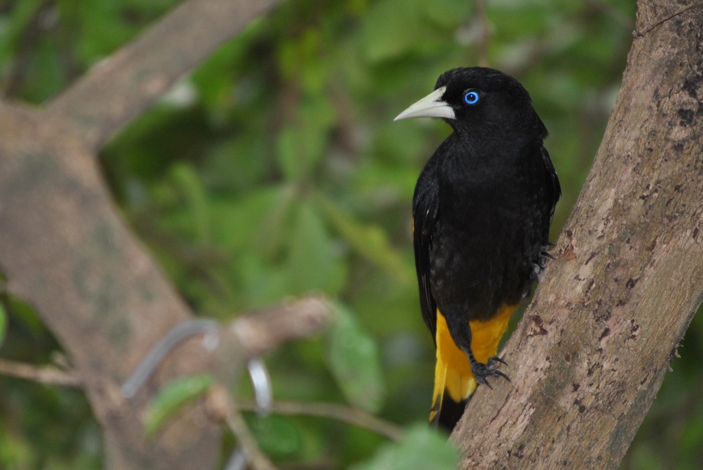 Foto xexéu (Cacicus cela) Por Algis Fechtner Coenga | Wiki Aves - A ...