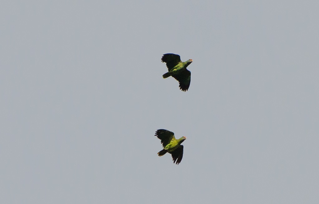Foto chauá (Amazona rhodocorytha) Por Allisson Cafeseiro | Wiki Aves ...