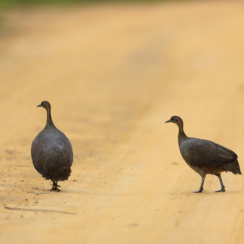 Foto macuco (Tinamus solitarius) Por Izaias Silva | Wiki Aves - A ...