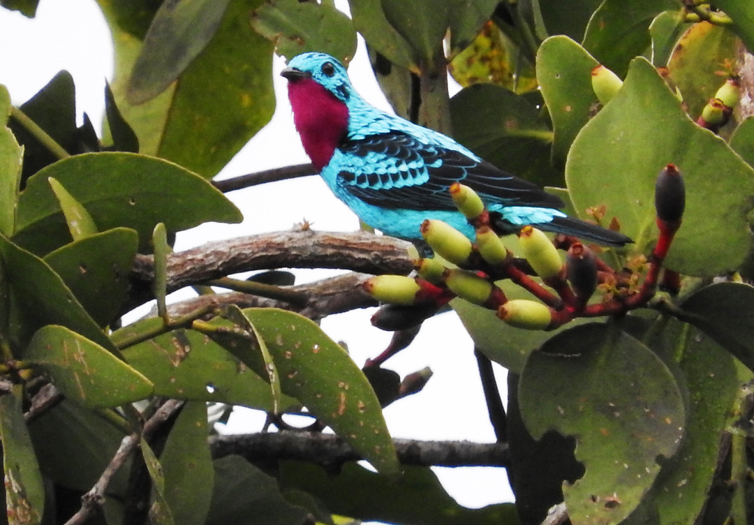 Foto anambé-azul (Cotinga cayana) Por Giovana Souza | Wiki Aves - A ...