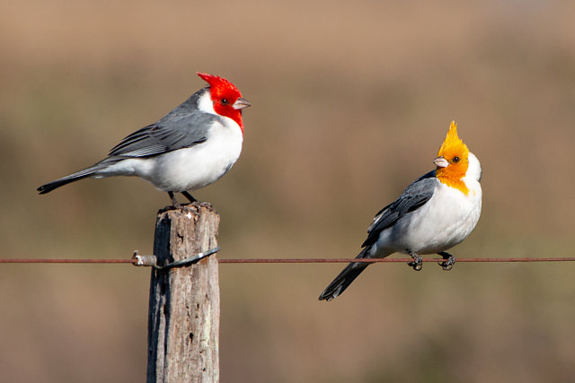 Foto cardeal (Paroaria coronata) Por Luiza Siede Kuck | Wiki Aves - A ...