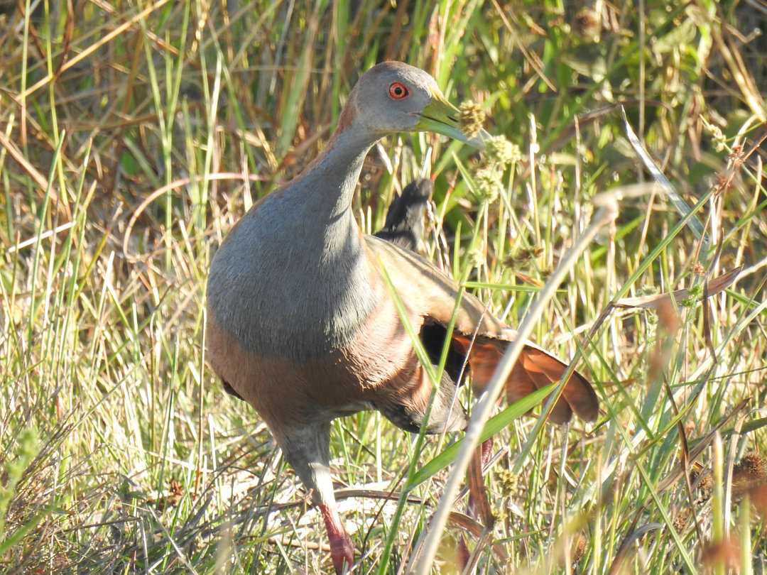 Foto saracuruçu (Aramides ypecaha) Por Anderson C. Morais | Wiki Aves ...