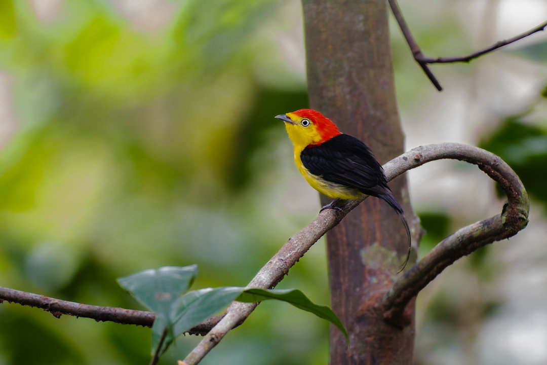 Foto rabo-de-arame (Pipra filicauda) Por Priscilla Diniz | Wiki Aves ...