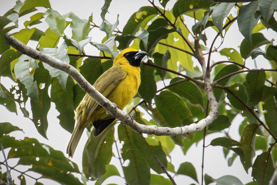 Foto furriel (Caryothraustes brasiliensis) Por Paulo Cunha Pereira ...