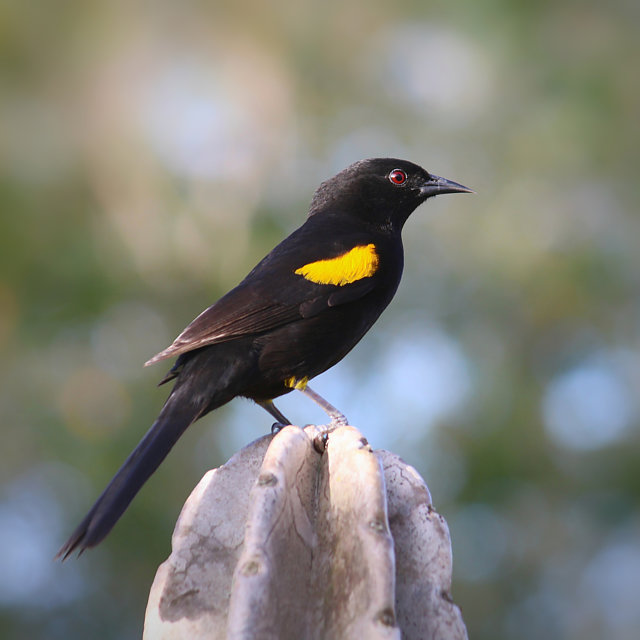 Foto encontro (Icterus pyrrhopterus) Por Gildasio Oliveira | Wiki Aves ...