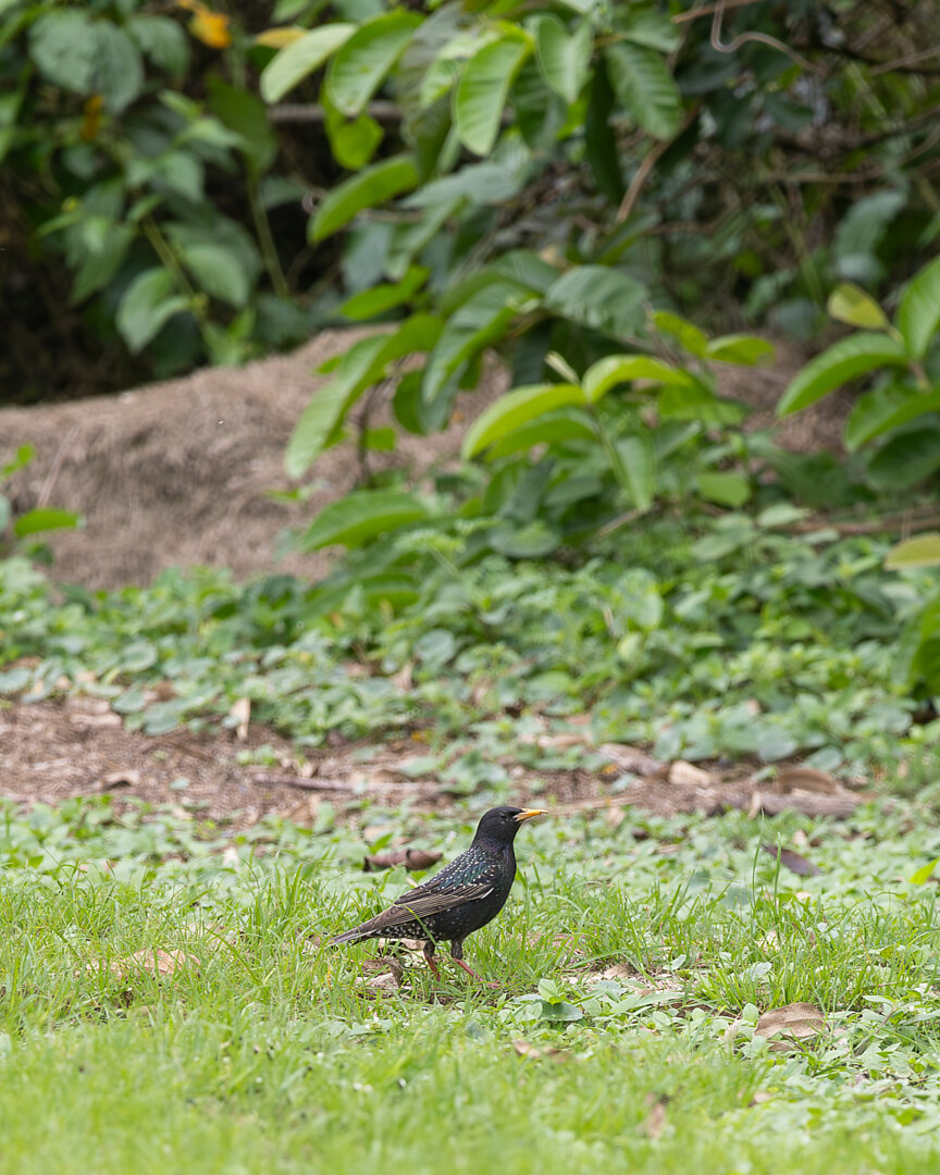 Foto estorninho (Sturnus vulgaris) Por Jota Barros | Wiki Aves - A ...