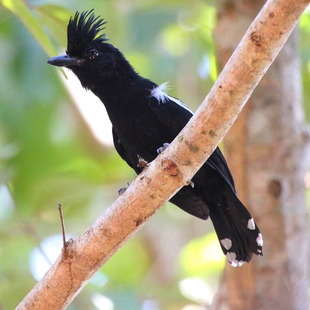 choca-d'água (Sakesphorus luctuosus) | WikiAves - A Enciclopédia das ...