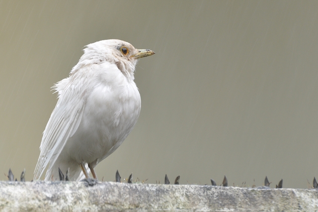 sabiá-laranjeira (Turdus rufiventris) | WikiAves - A Enciclopédia das ...