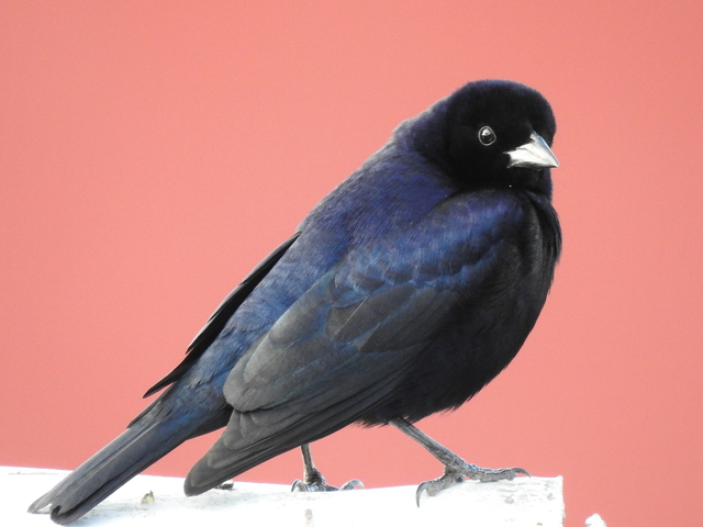 Foto chupim (Molothrus bonariensis) Por Claudio Cesar | Wiki Aves - A ...
