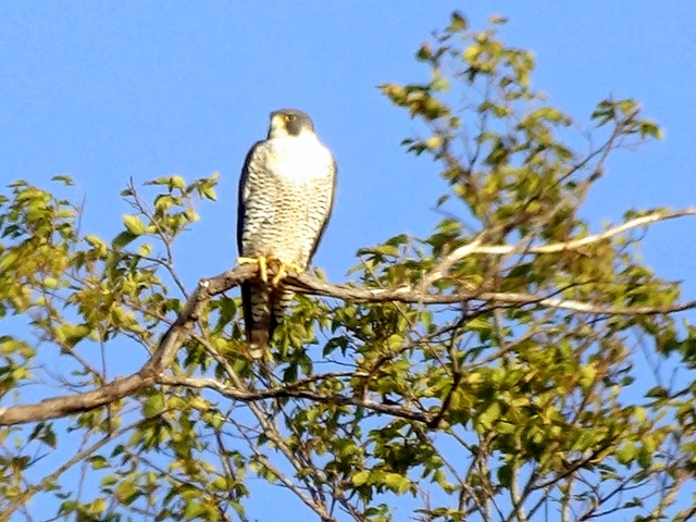 Foto falcão-peregrino (Falco peregrinus) Por Almir Neves | Wiki Aves ...