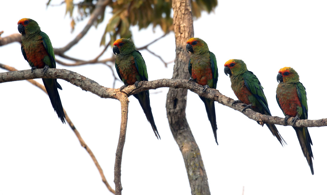 Foto jandaia-de-testa-vermelha (Aratinga auricapillus) Por Jayrson ...