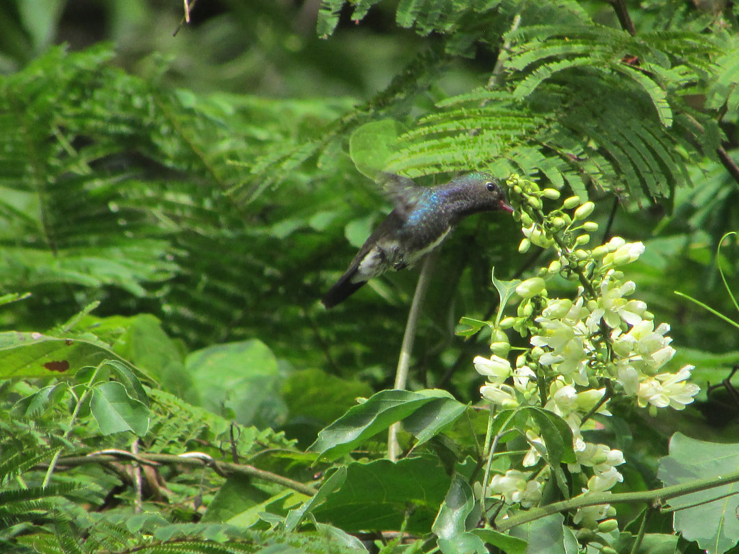 Foto beija-flor-de-peito-azul (Chionomesa lactea) Por Sissa Barroso SM ...
