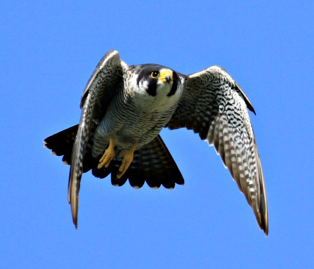 Foto falcão-peregrino (Falco peregrinus) Por Thiago Rodrigues MA | Wiki ...