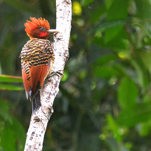 pica-pau-lindo (Celeus spectabilis) | WikiAves - A Enciclopédia das ...