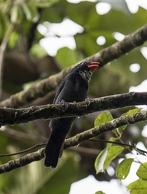Foto bico-encarnado (Saltator grossus) Por Raimundo Carvalho | Wiki ...
