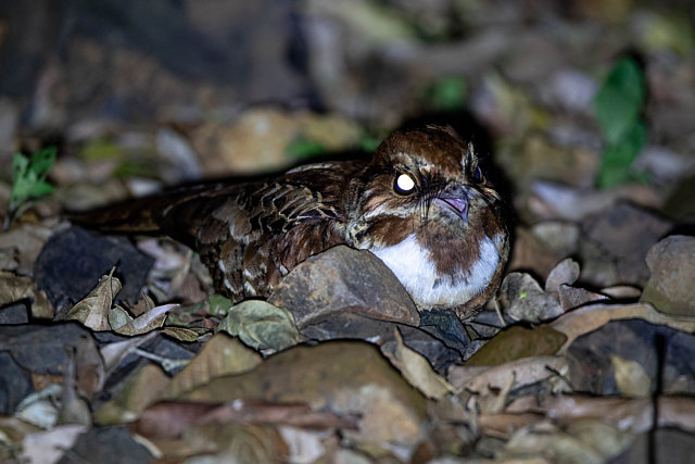 Foto bacurau (Nyctidromus albicollis) Por Aluisio Ribeiro | Wiki Aves ...