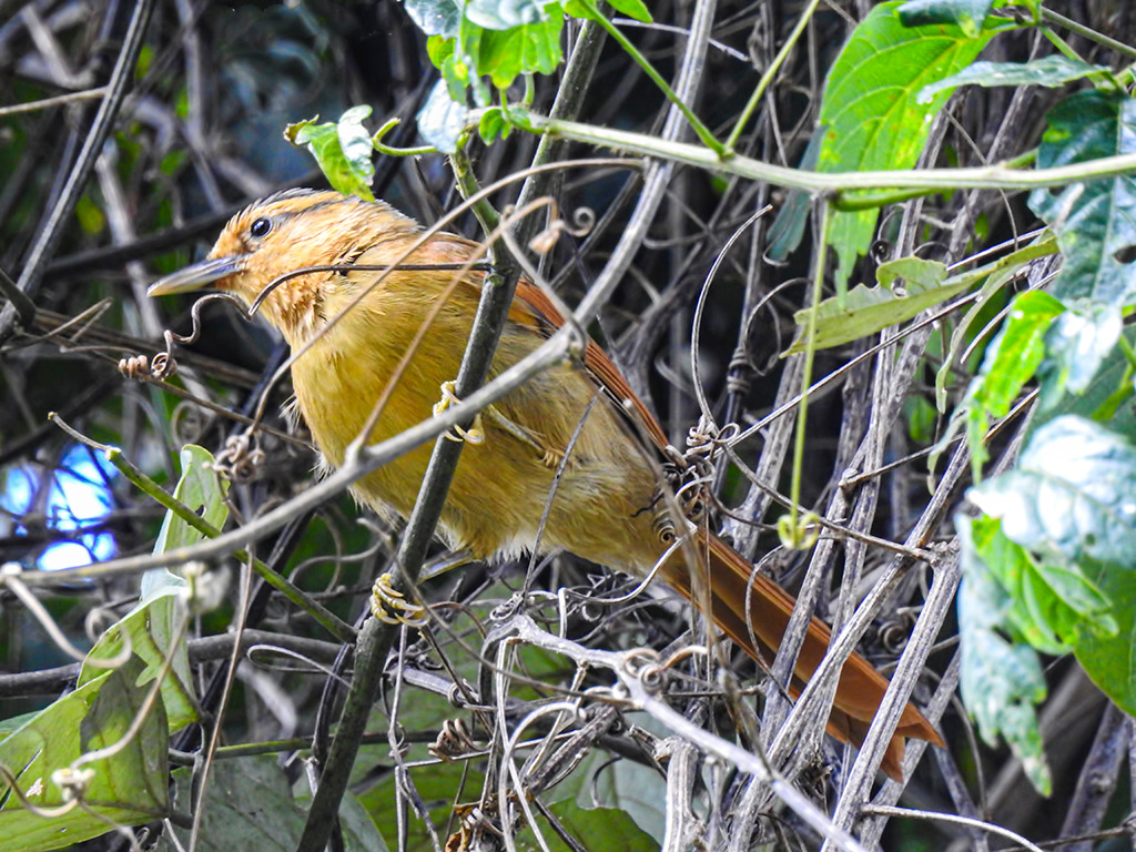 Foto limpa-folha-de-testa-baia (Dendroma rufa) Por JC Patricio | Wiki ...