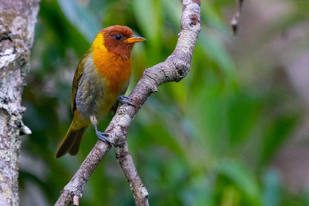 Foto saíra-ferrugem (Hemithraupis ruficapilla) Por Joao Quental | Wiki ...