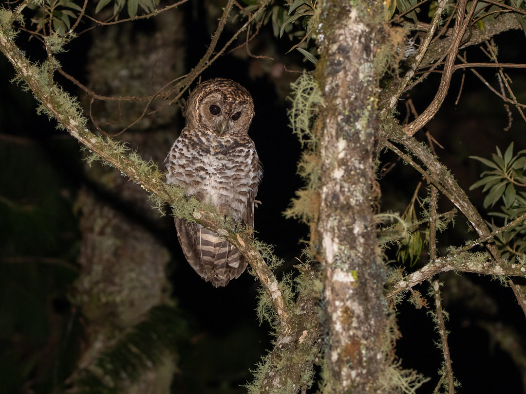 Foto coruja-listrada (Strix hylophila) Por Guilherme Brandão | Wiki ...