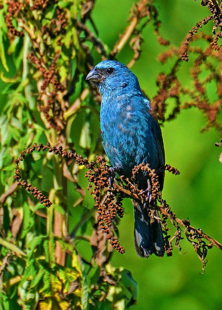 Foto azulinho (Cyanoloxia glaucocaerulea) Por Christopher Borges | Wiki ...