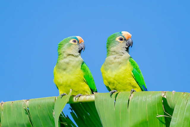 Foto periquito-rei (Eupsittula aurea) Por Juliano de Angelis | Wiki ...