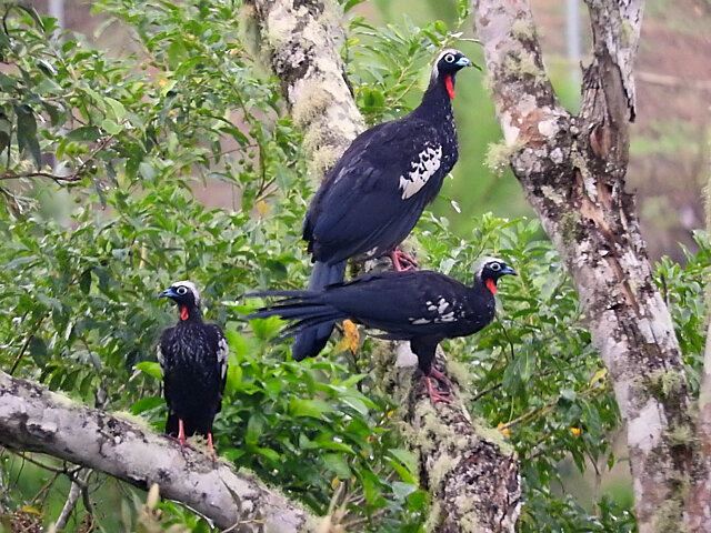 Foto jacutinga (Aburria jacutinga) Por Dáfini Bruno | Wiki Aves - A ...