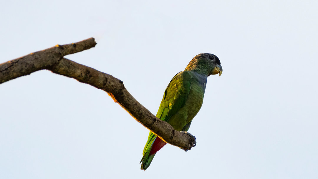 Foto maitaca-verde (Pionus maximiliani) Por Marcelo Vinicius | Wiki ...