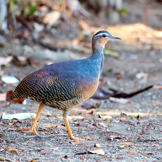 zabelê (Crypturellus zabele) | WikiAves - A Enciclopédia das Aves do Brasil