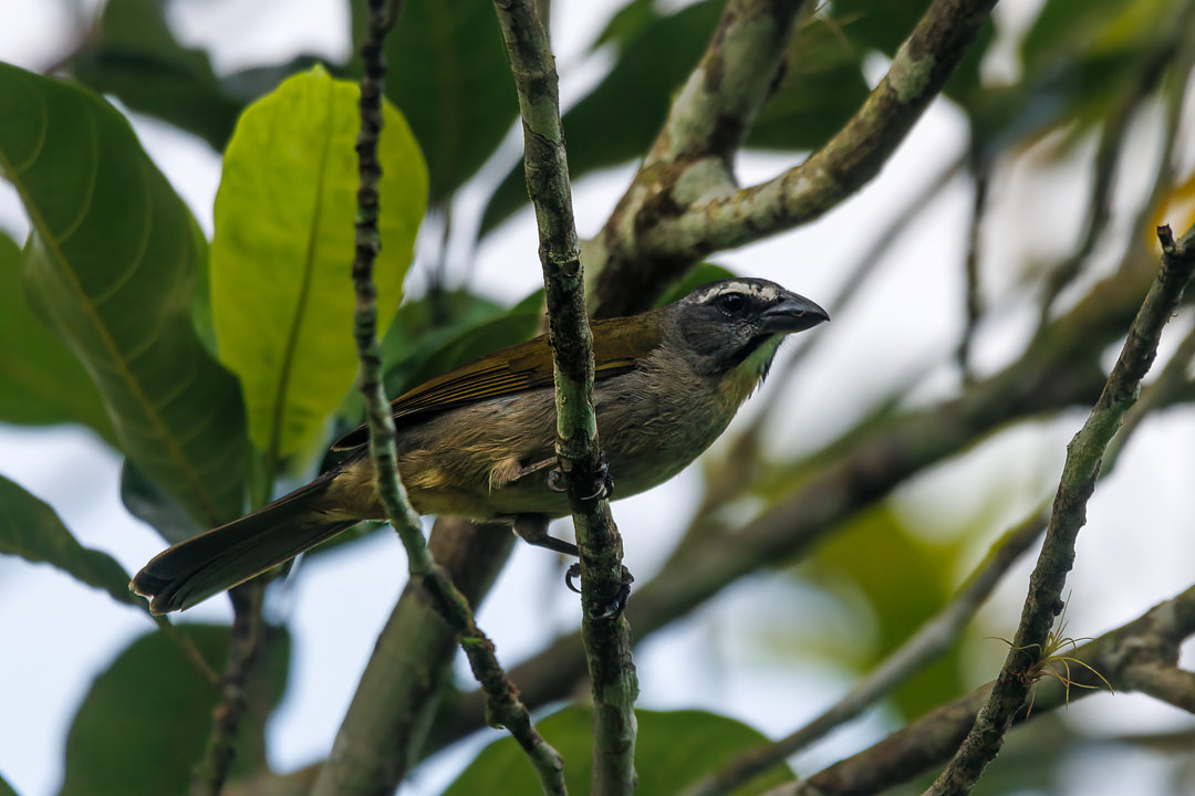 Foto trinca-ferro (Saltator similis) Por Alfonso Perez | Wiki Aves - A ...