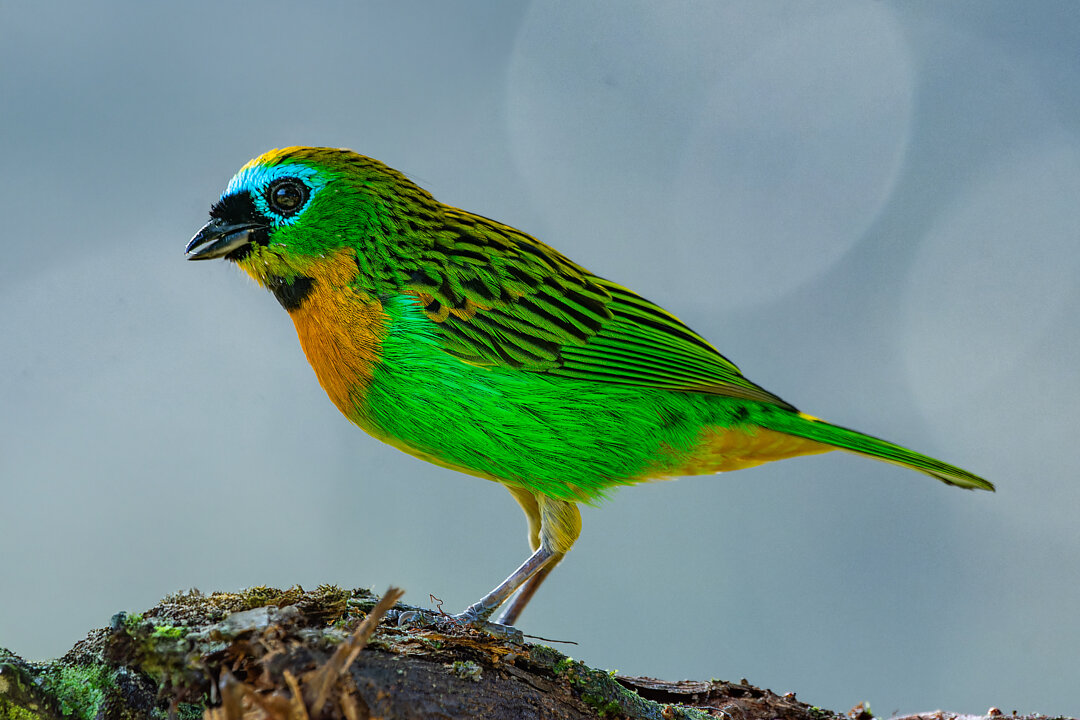 Foto saíra-lagarta (Tangara desmaresti) Por Luciano Bernardes | Wiki ...