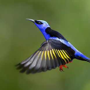 Passerida | WikiAves - A Enciclopédia das Aves do Brasil